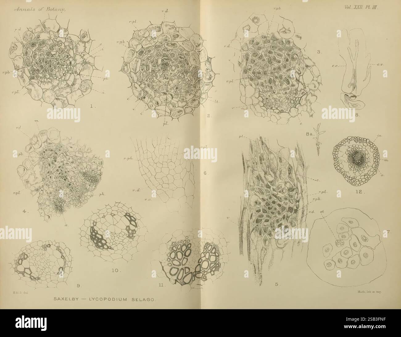 Interconnected plant forms hi-res stock photography and images - Alamy