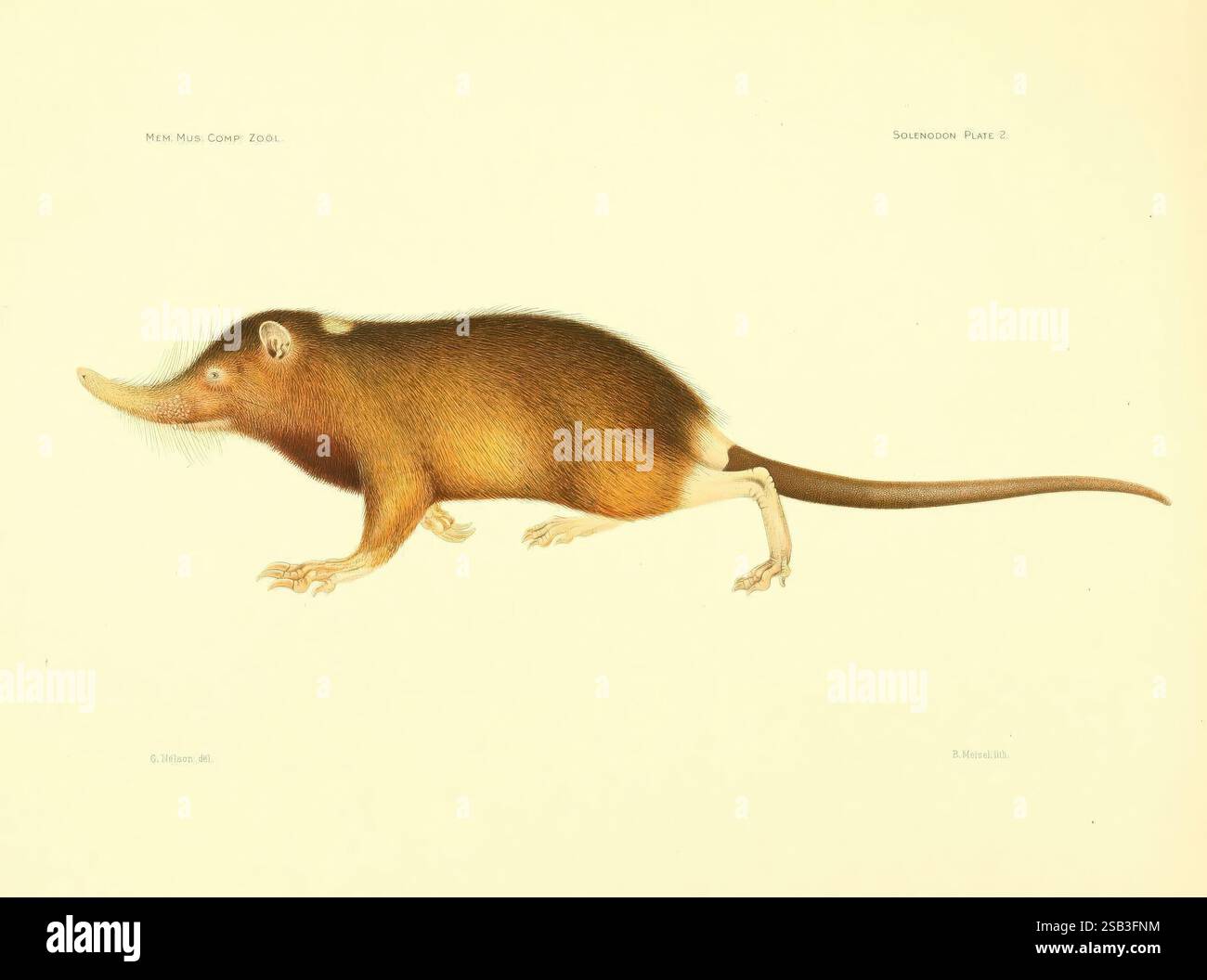 Solenodon paradoxus Cambridge U.S.A. Printed for the Museum 1910 ...