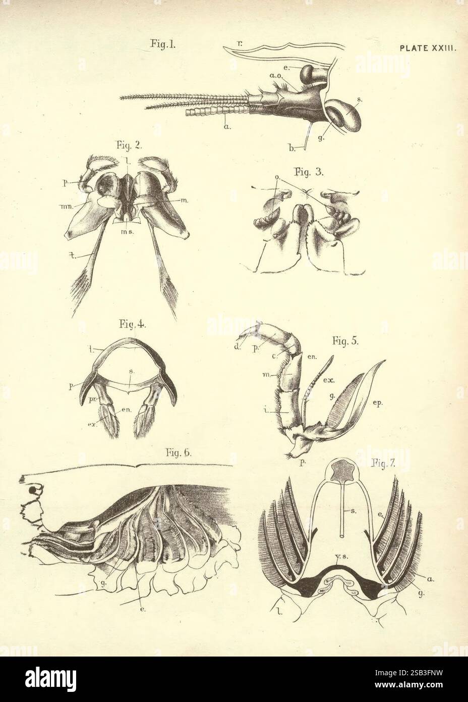 Illustrations of zoology, invertebrates, vertebrates, Edinburgh, Y.J ...