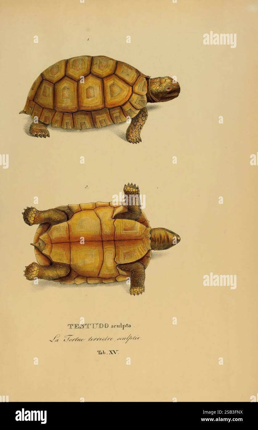 Brazil testudinae turtles chelonoidis denticulata chelonoidis de hi-res ...