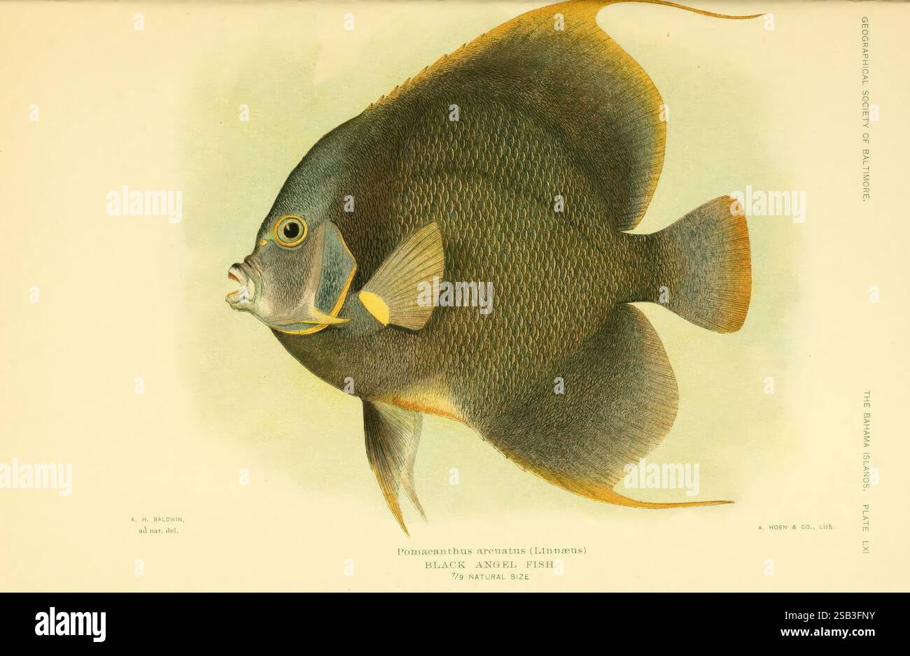 Distinctive angelfish hi-res stock photography and images - Alamy