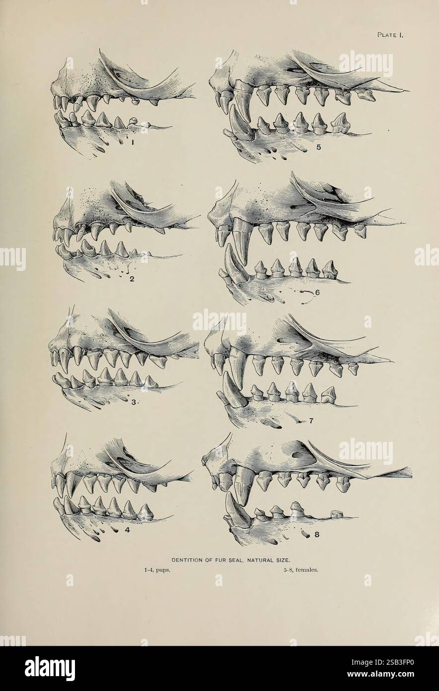 Fur seals dental anatomy hi-res stock photography and images - Alamy