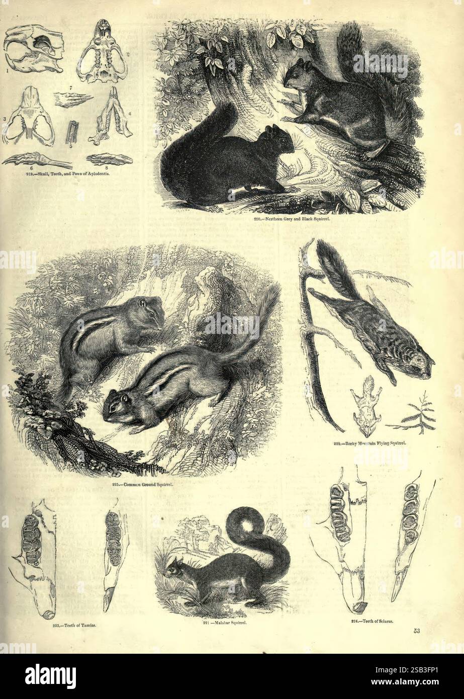 Cox 1844 pictorial works zoology university toronto taxonomy hi-res ...
