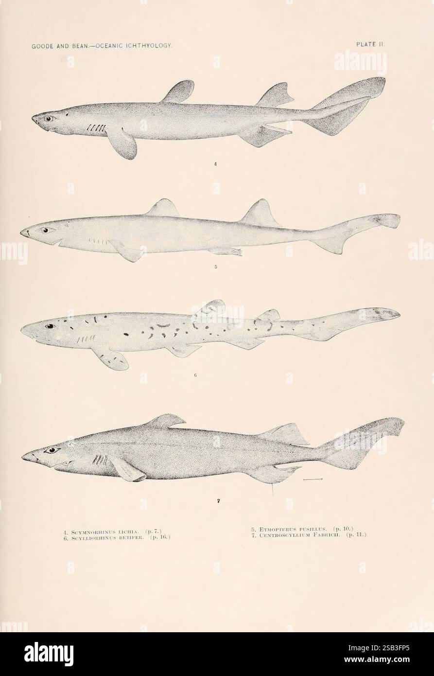 Oceanic ichthyology, v.22 atlas, Cambridge, U.S.A, 1896, shark ...