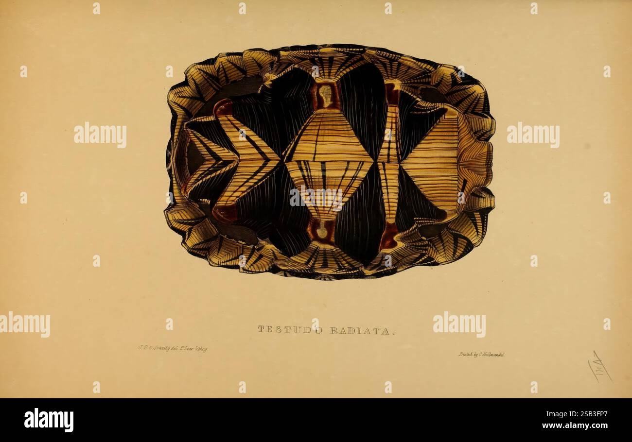 Tortoises, terrapins, turtles, London, Paris, Frankfort, H. Sotheran, J ...