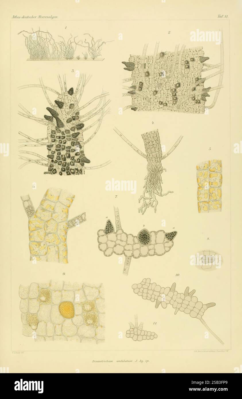 1889 1892 germany algae woods hole marine algae hi-res stock ...