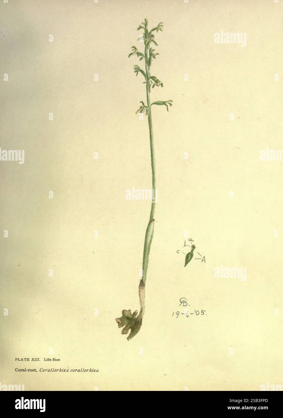 Lilies Orchids New York R. G. Cooke Incorporated 1906 Lily Orchids Lily ...