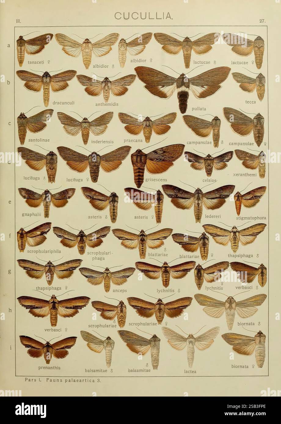 Beauty of entomological studies hi-res stock photography and images - Alamy