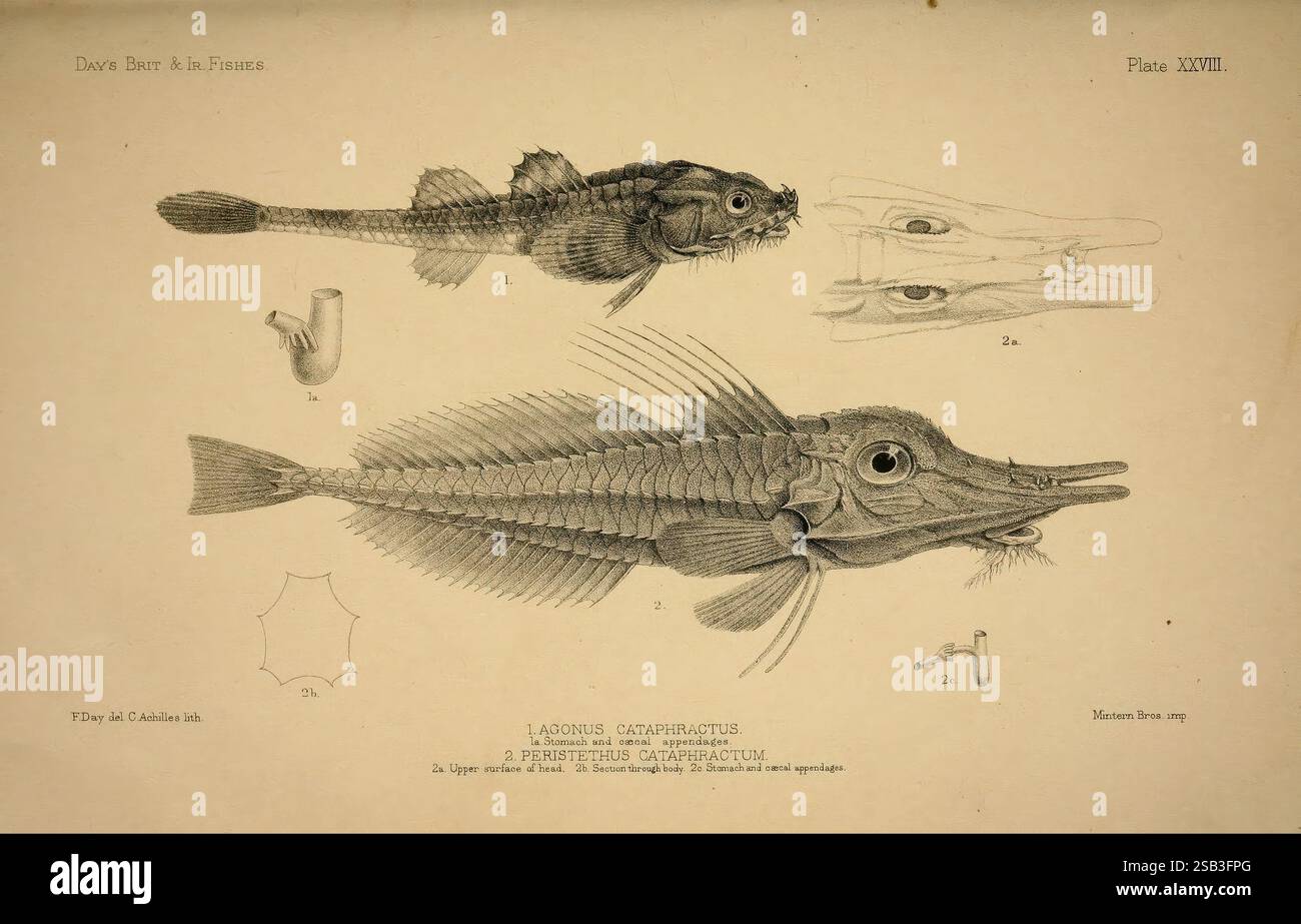 The, fishes, of, Great Britain, and, Ireland, Edinburgh, Williams, and ...