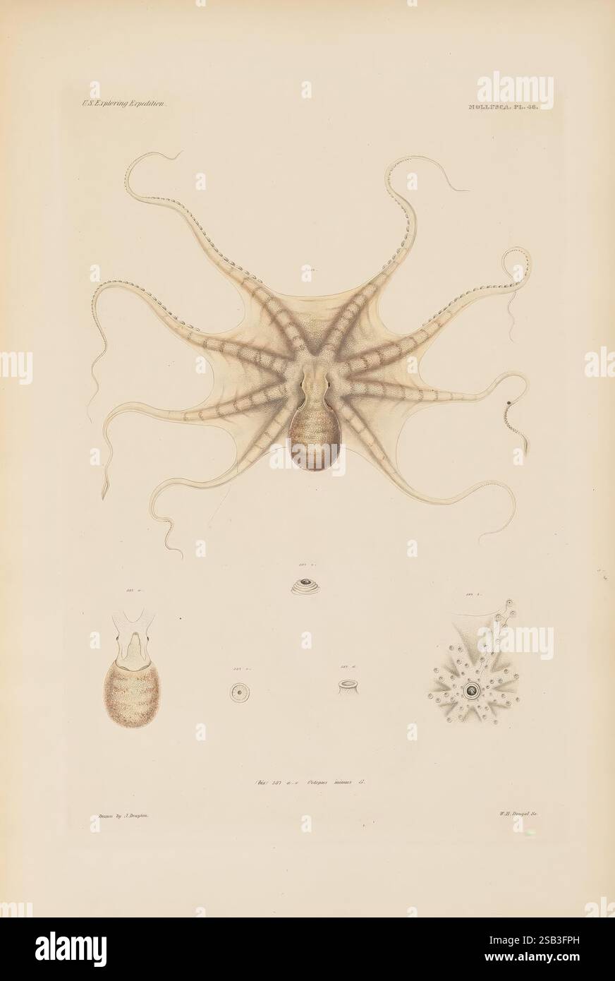 Octopuss morphology hi-res stock photography and images - Alamy