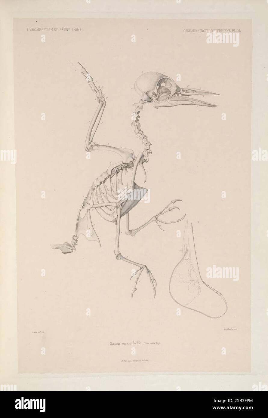 Understanding avian physiology hi-res stock photography and images - Alamy