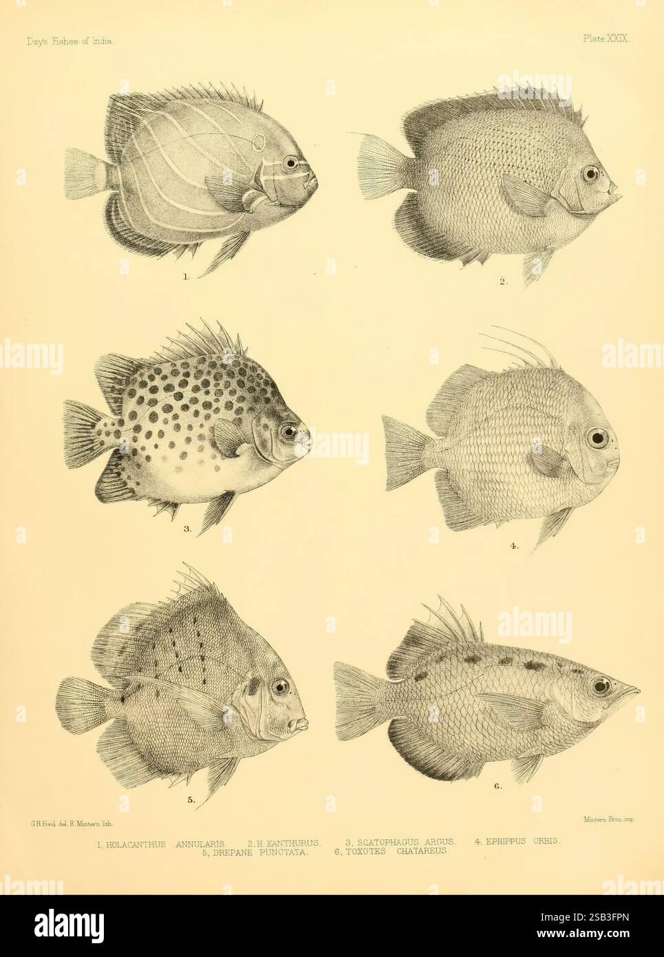 Labeo rohita recognized hi-res stock photography and images - Alamy