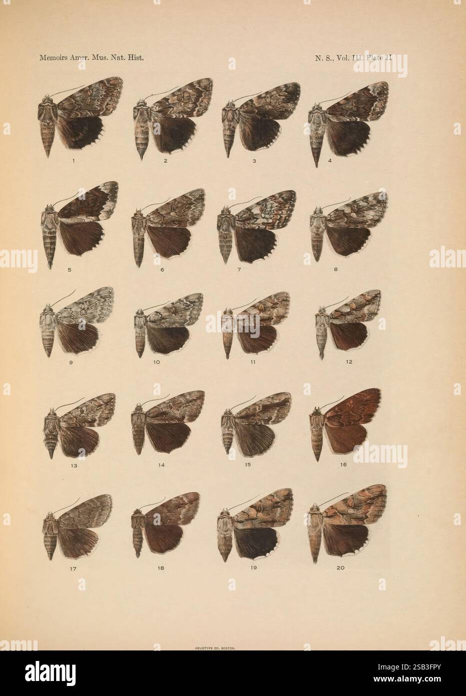 Illustrations of the North American species of the genus Catocala, New ...