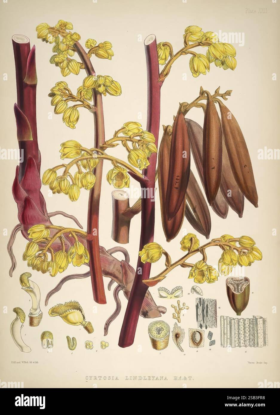 Illustrations of Himalayan Plants London L. Reeve 1855 Himalayan ...