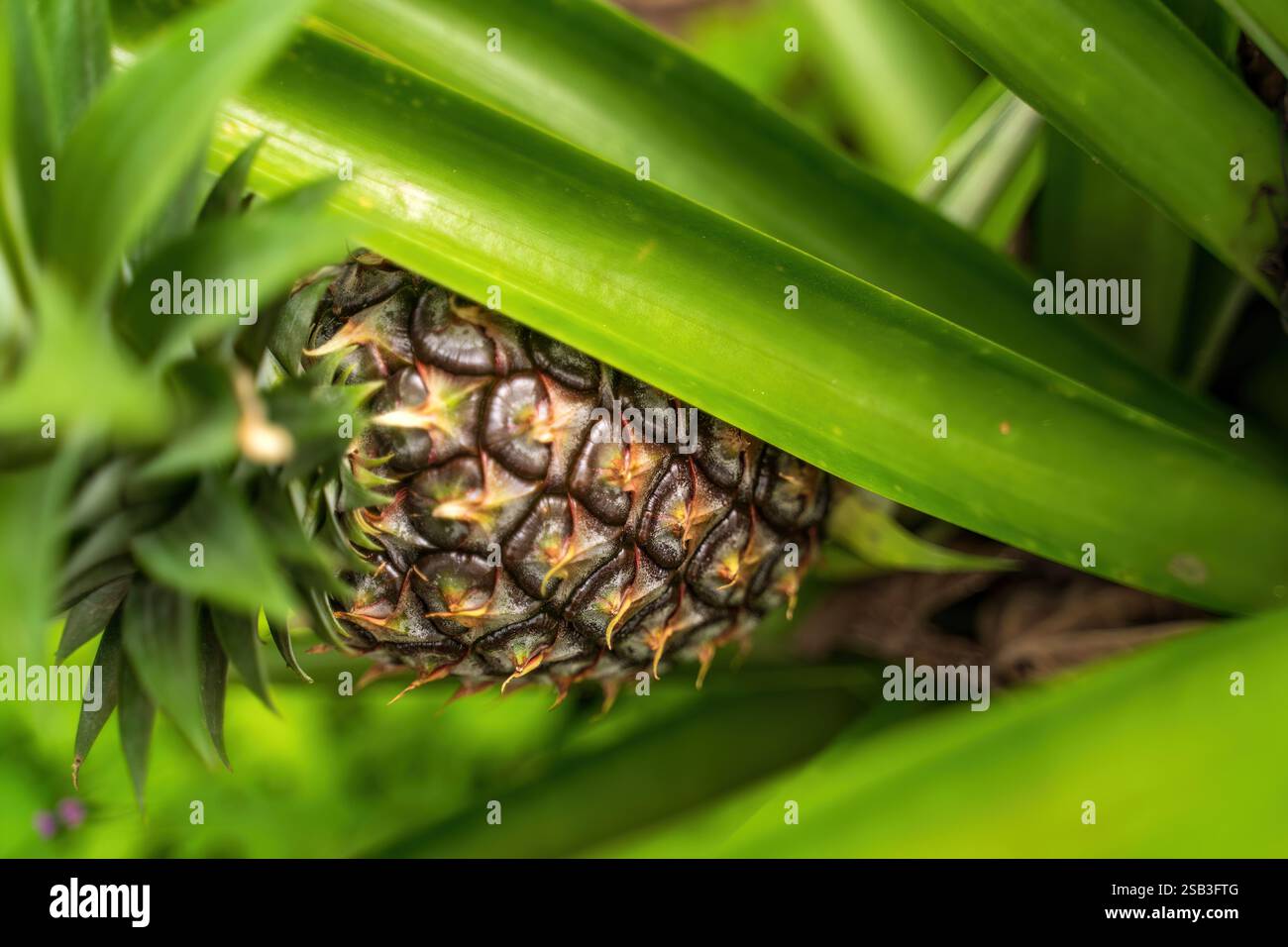 A vibrant close-up view of a pineapple growing amidst lush green leaves ...