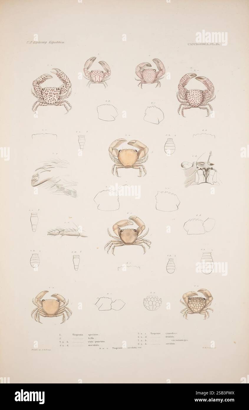 Crustacea Philadelphia Printed by C. Sherman 1852-55 [i.e. 1861 ...