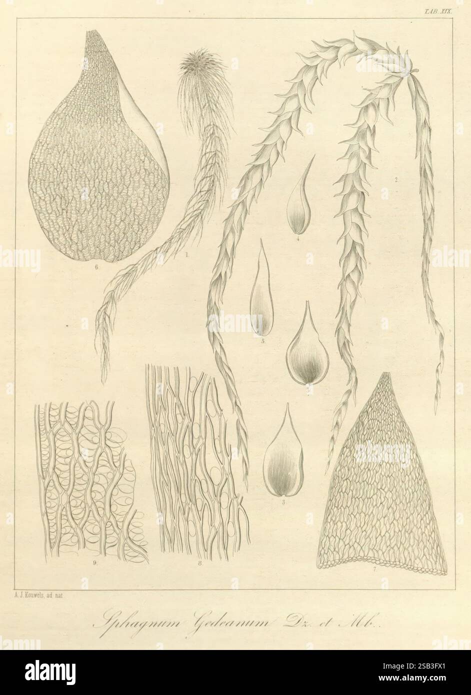 Multiple teardrop shaped elements hi-res stock photography and images ...