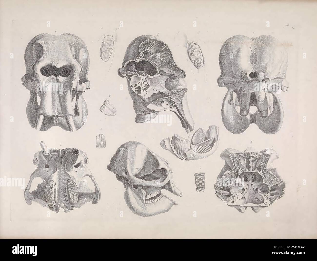 Smaller anatomical diagrams hi-res stock photography and images - Alamy