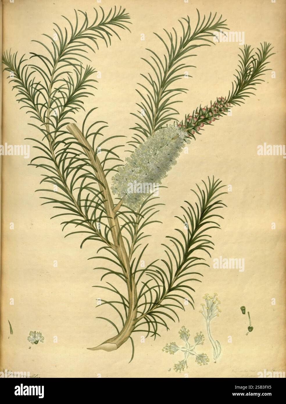 Plants intricate floral anatomy hi-res stock photography and images - Alamy