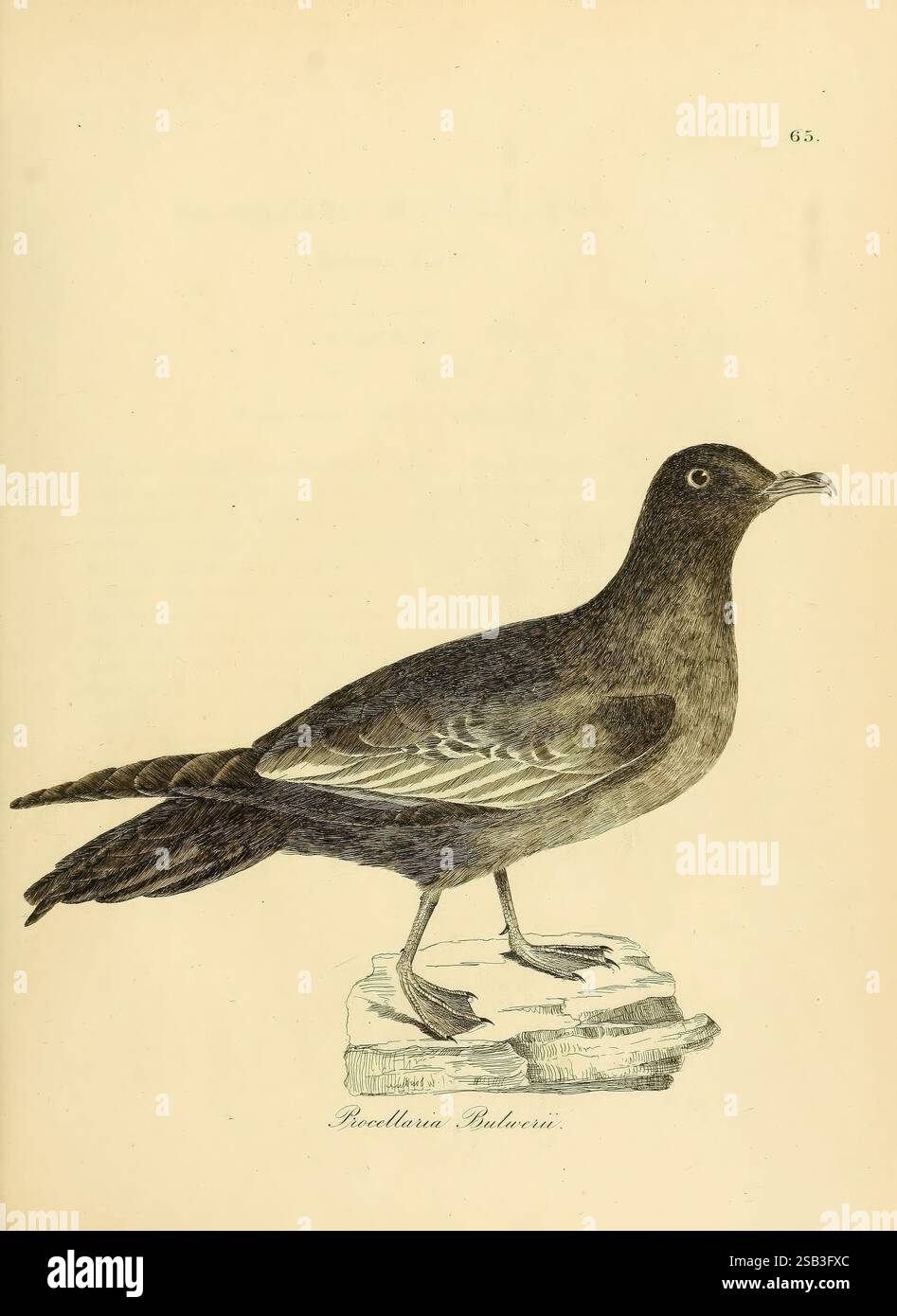 Lighter feather patterns hi-res stock photography and images - Alamy