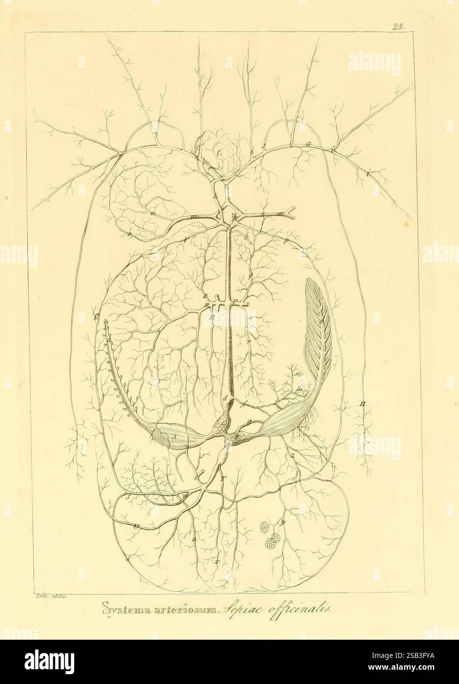 Descrizione, eAnatomy, degliAnimali, Invertebrates, della, Sicilia ...