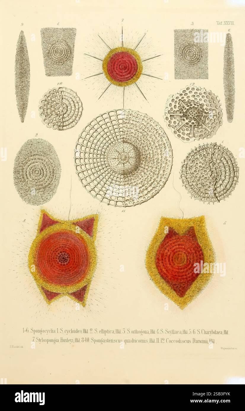 Die Radiolarien (Rhizopoda Radiaria), Berlin, G. Reimer, 1862-1888 ...
