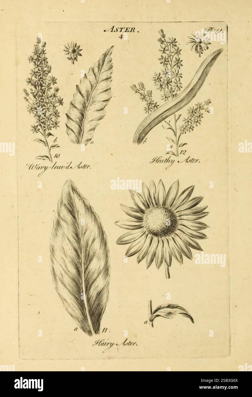 The Vegetable System London 1759-1763 Botany Pictorial Works, An ...