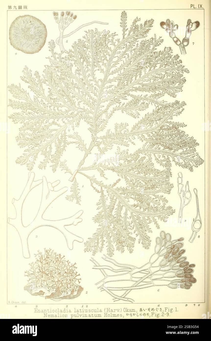 Icones of Japanese algae, Tokyo, Kazamashobo 1907-1942, algae, botany ...