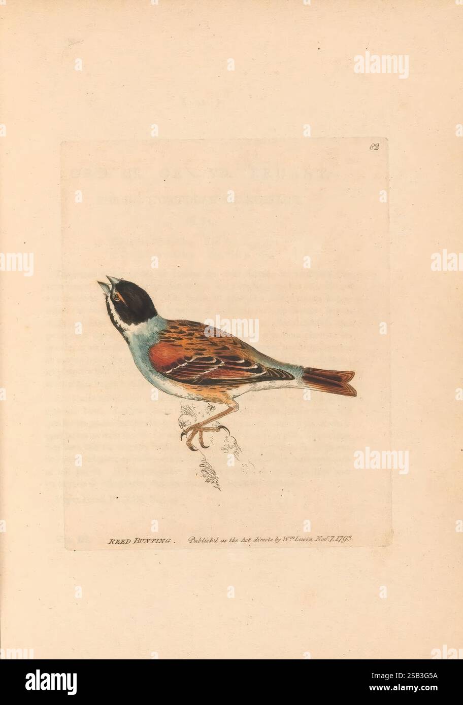 Facial markings increase hi-res stock photography and images - Alamy