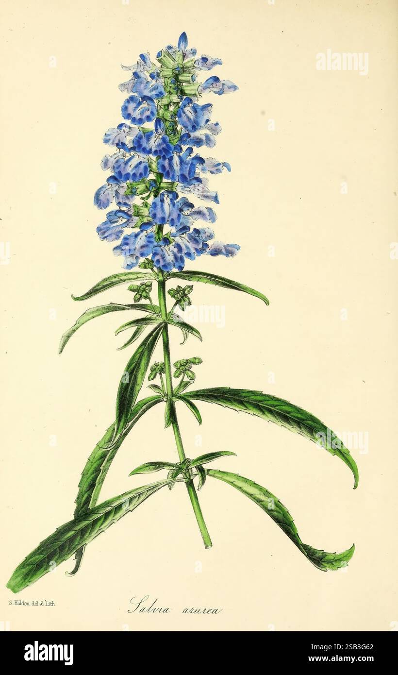 Salvia azurea plant hi-res stock photography and images - Alamy