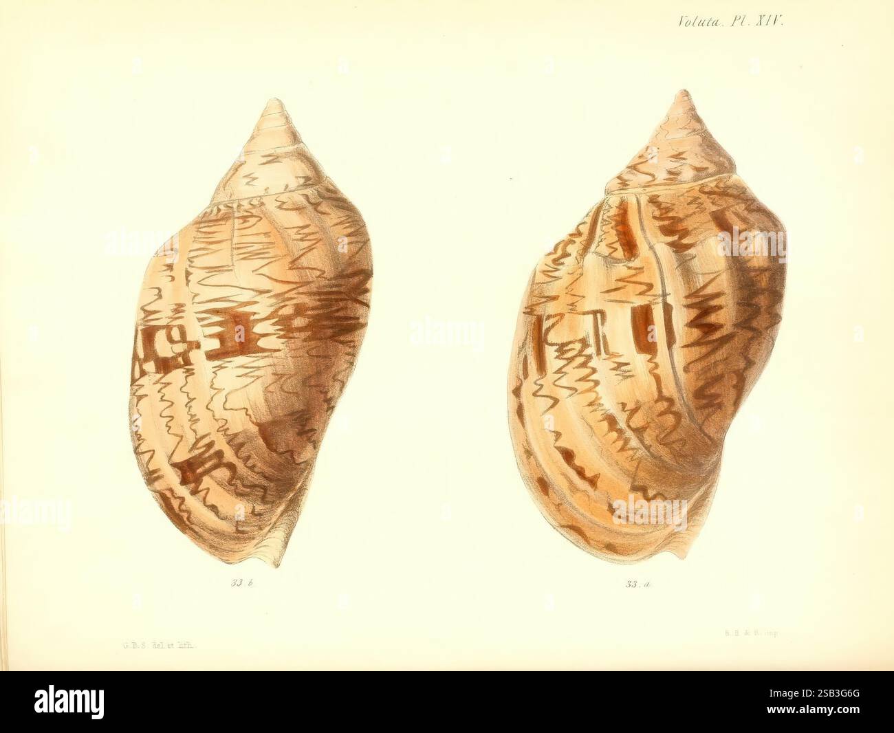 Conchologia iconica, or Illustrations of the shells of molluscous ...