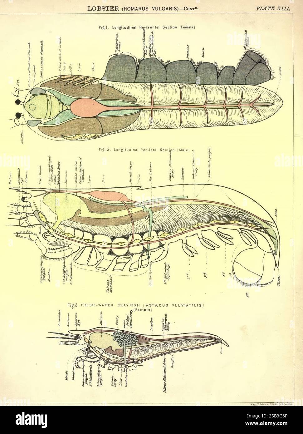 Longitudinal vertical section highlighting hi-res stock photography and ...