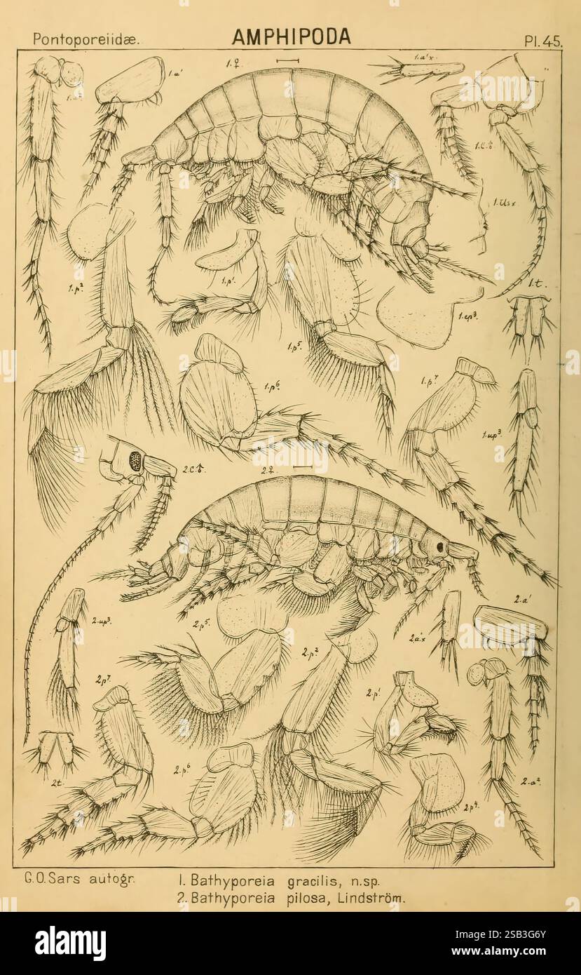 Characteristics provides hi-res stock photography and images - Alamy