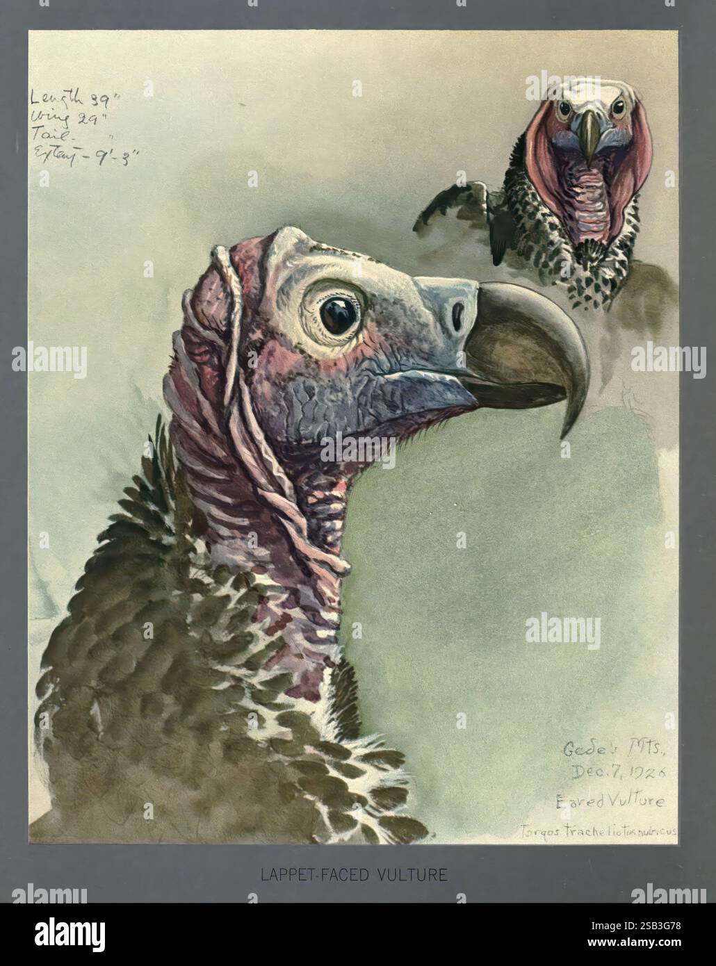 Album of Abyssinian birds and mammals Chicago Field Museum of Natural ...