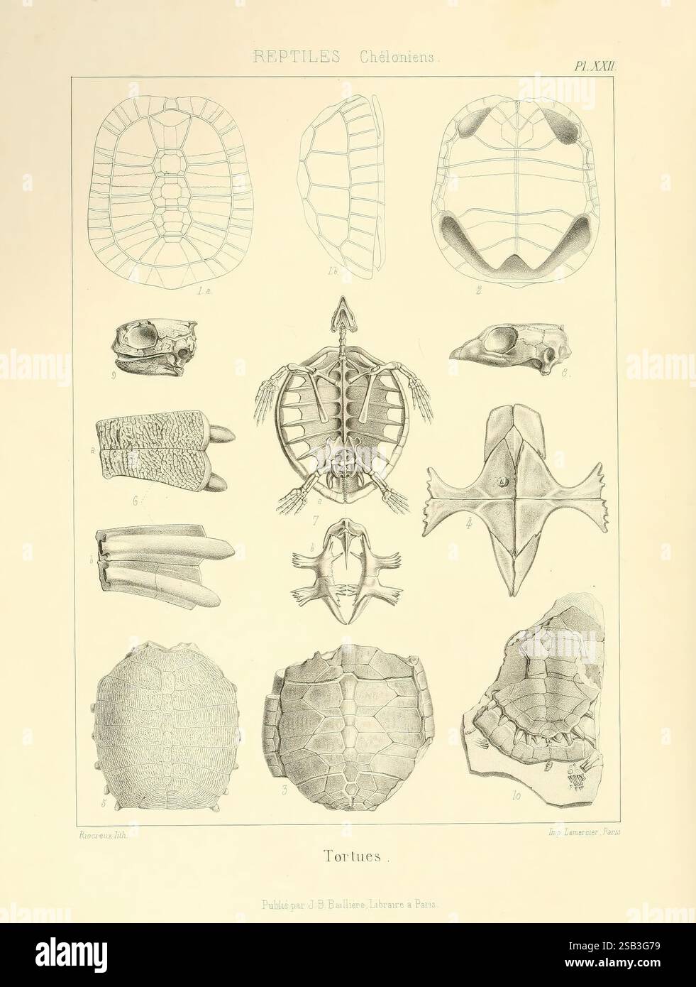 Traité de paléontologie, London, H. Ballière, J.-B. Baillière, 1853 ...