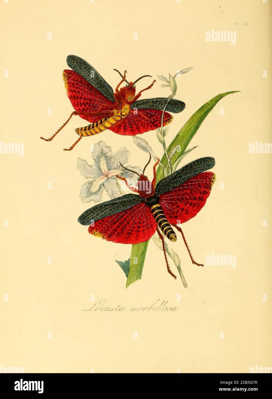 Family pyrgomorphidae hi-res stock photography and images - Alamy