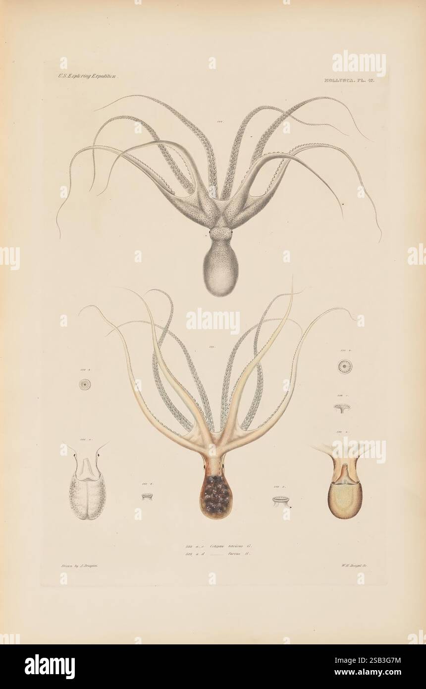 Understanding cephalopod anatomy hi-res stock photography and images ...