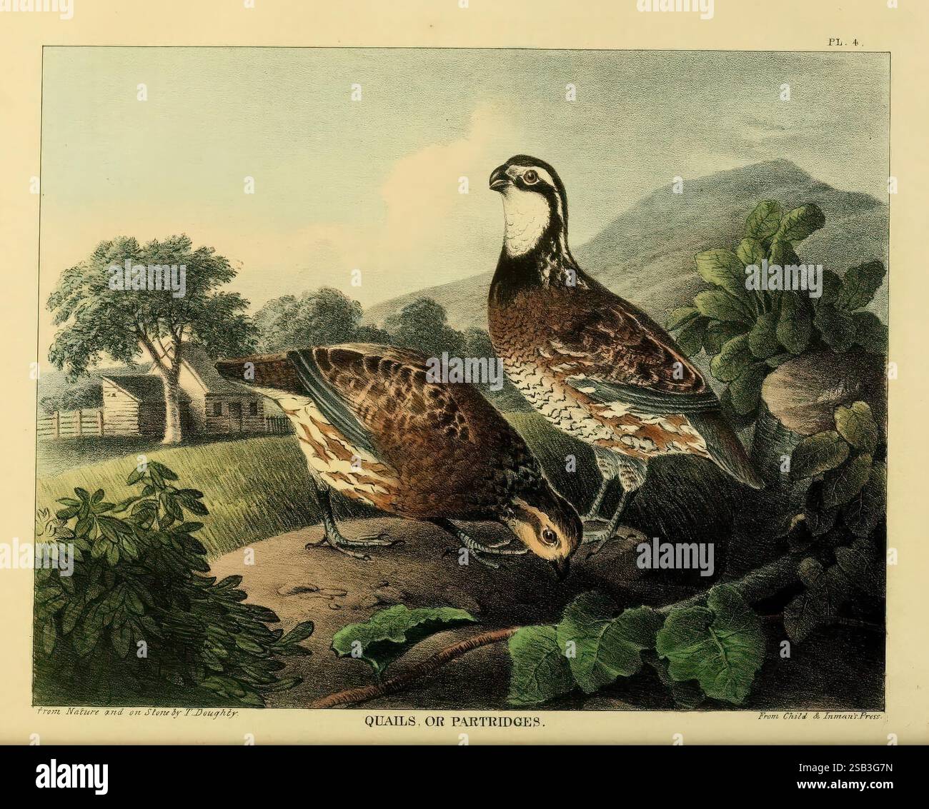 Larger bird stands upright hi-res stock photography and images - Alamy