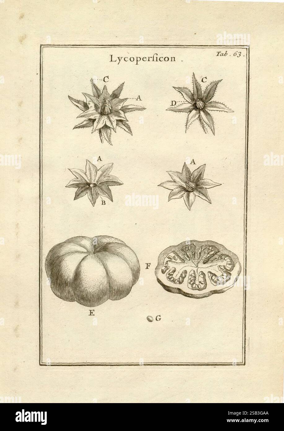 tomato cross section labeled