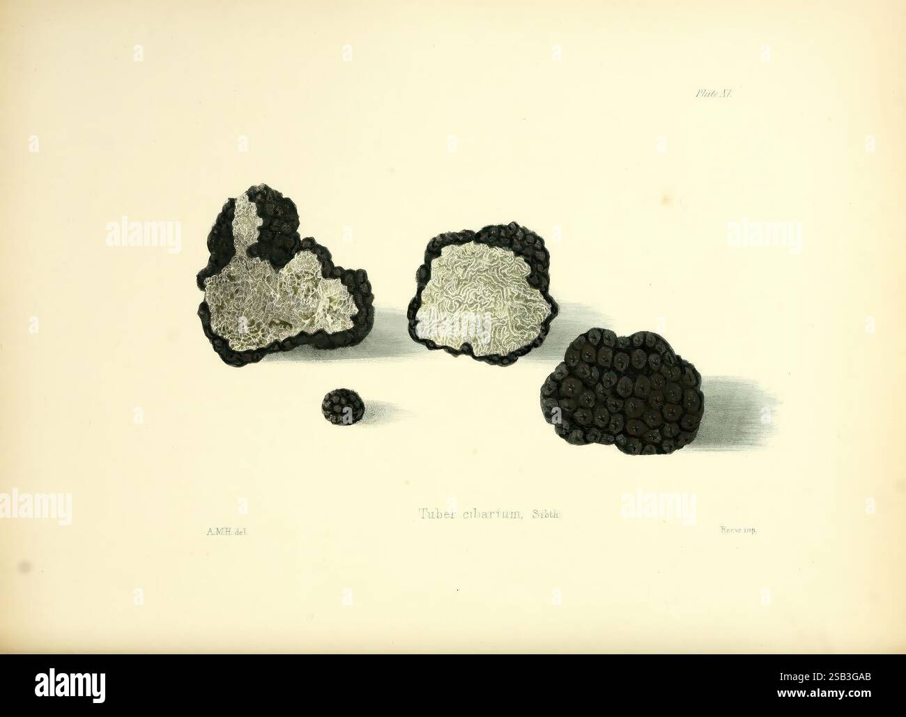 Largest truffle features hi-res stock photography and images - Alamy