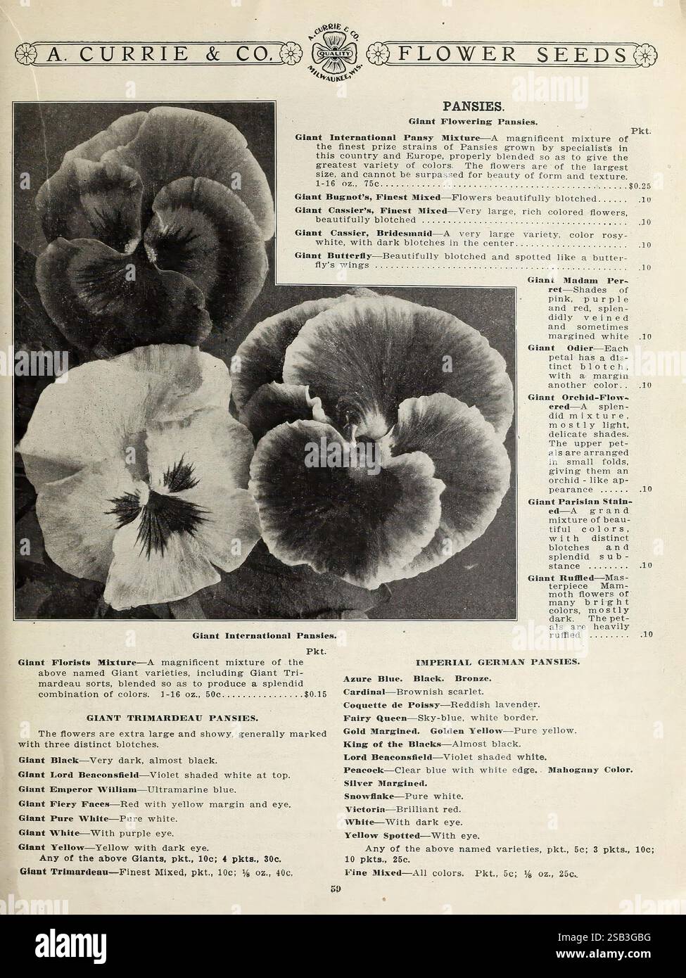 Different pansy types hi-res stock photography and images - Alamy