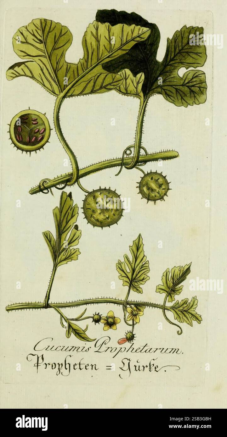 Plant cucumis prophetarum hi-res stock photography and images - Alamy