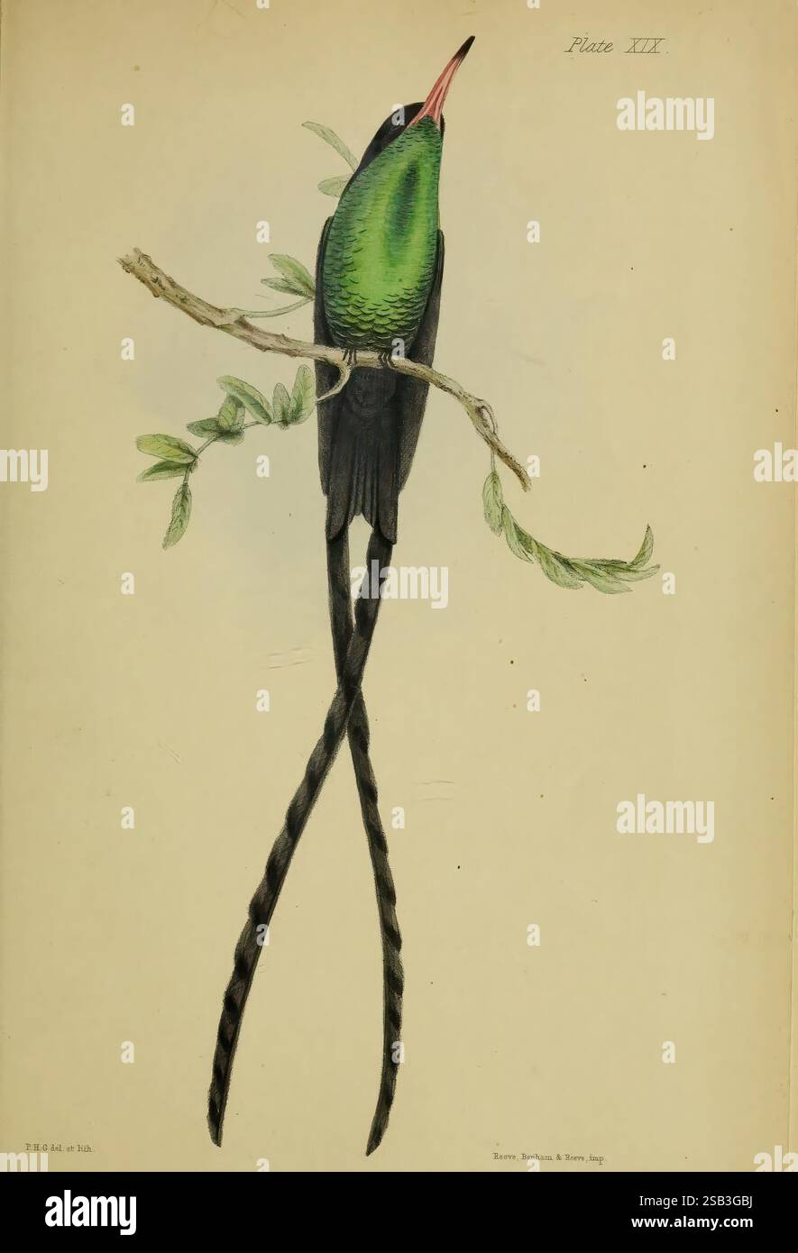 Birds iridescent coloration transitions hi-res stock photography and ...