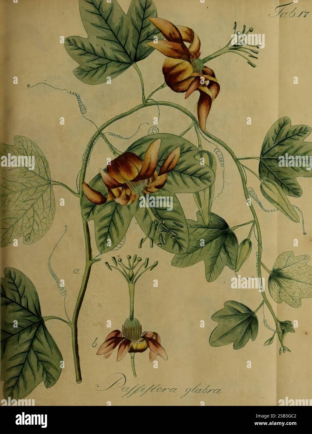 Collectio plantarum tam exoticarum, quam indigenarum, cum delineatione ...