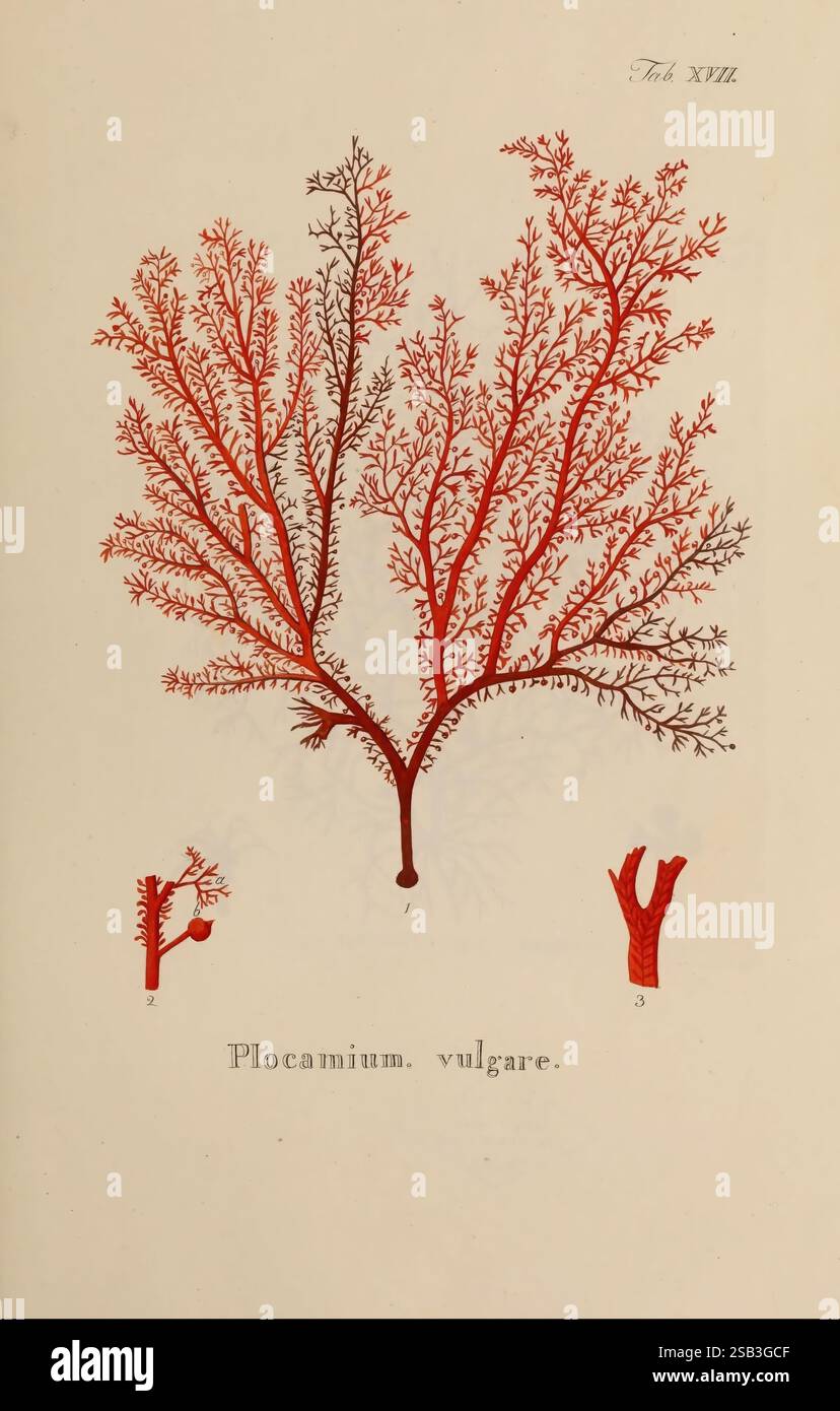 Hydrophytologiae, Regni Neapolitani, icones, Neapoli, Ex Typographia ...