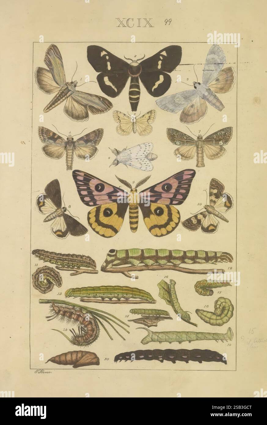 Lepidoptera, Manuscript, Between 1873-1883?, Lepidoptera, Life cycles ...