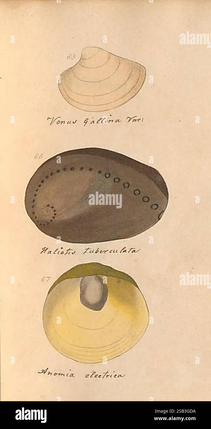 A, Conchological, Dictionary, of the, British, Islands, London, John ...