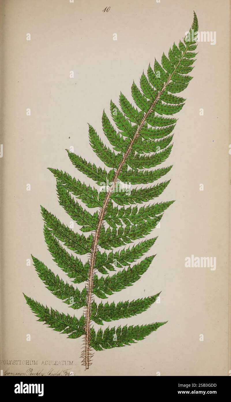 Leaflet features finely hi-res stock photography and images - Alamy