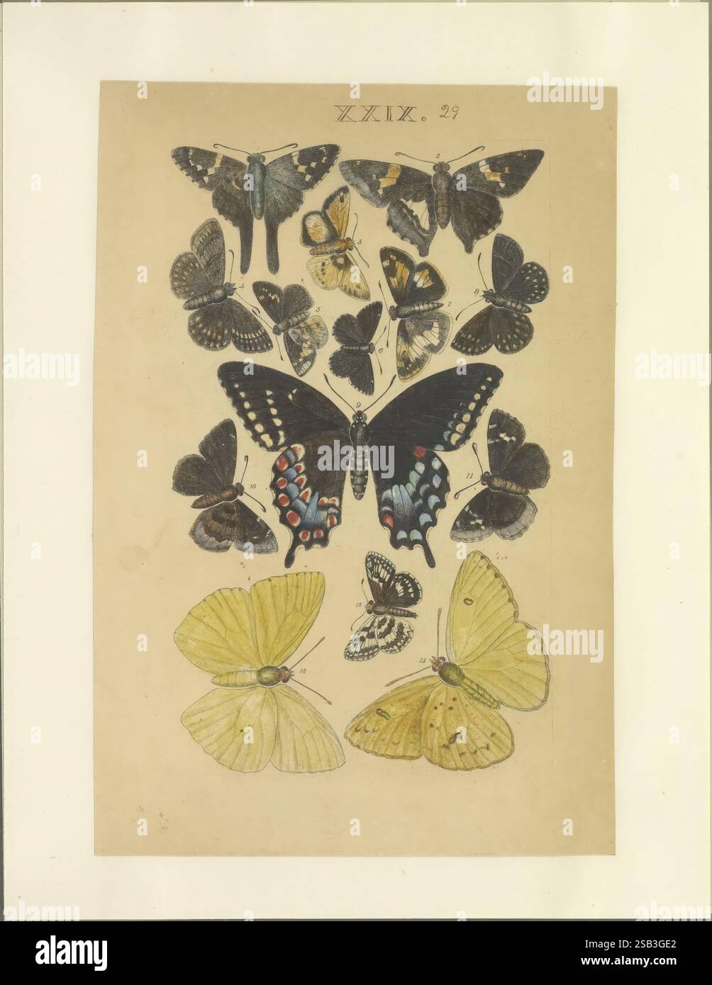 Lepidoptera, manuscript, between 1873-1883?, lepidoptera, life cycles ...