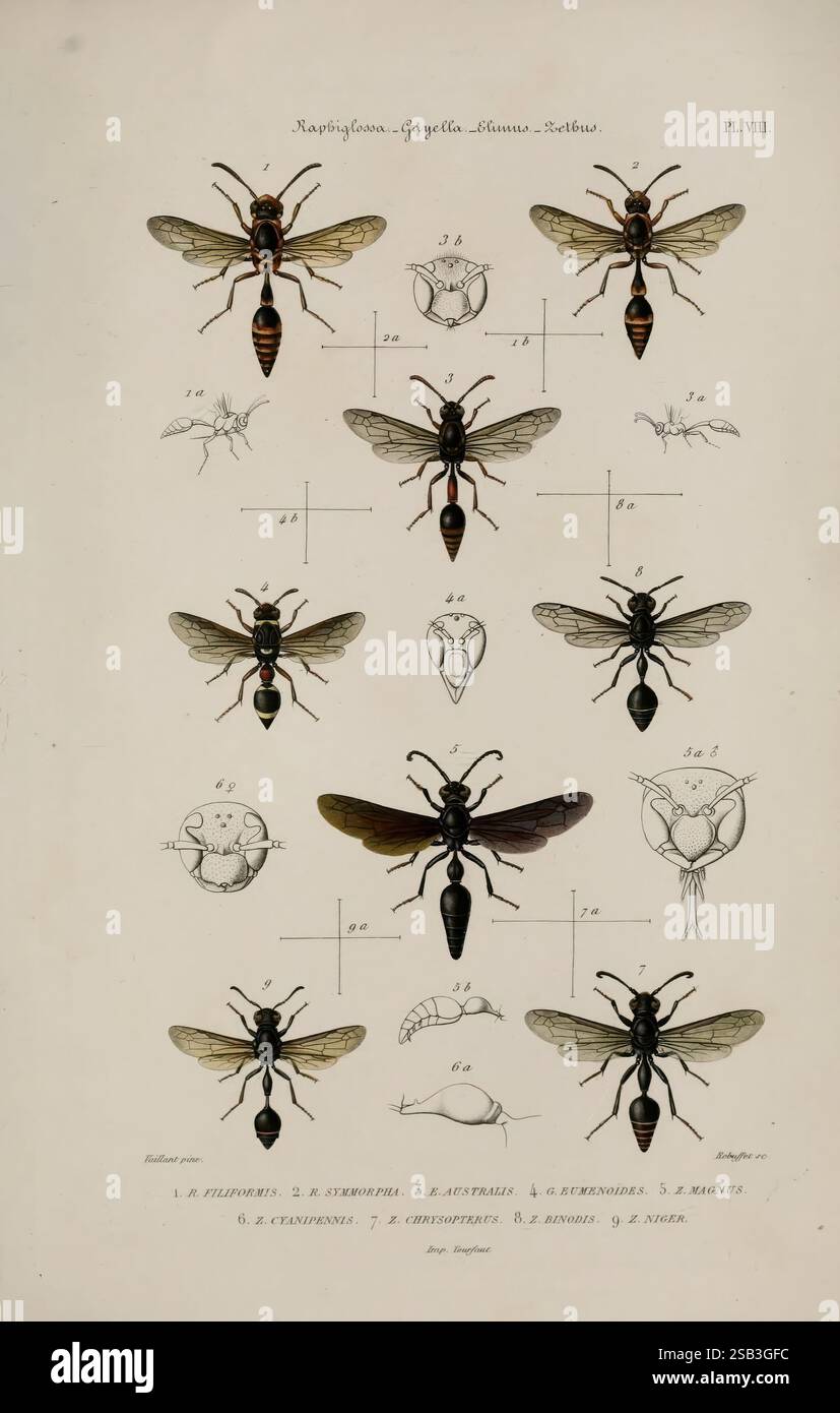 Études sur la famille des vespides, Paris, V. Masson, 1852-1858 ...